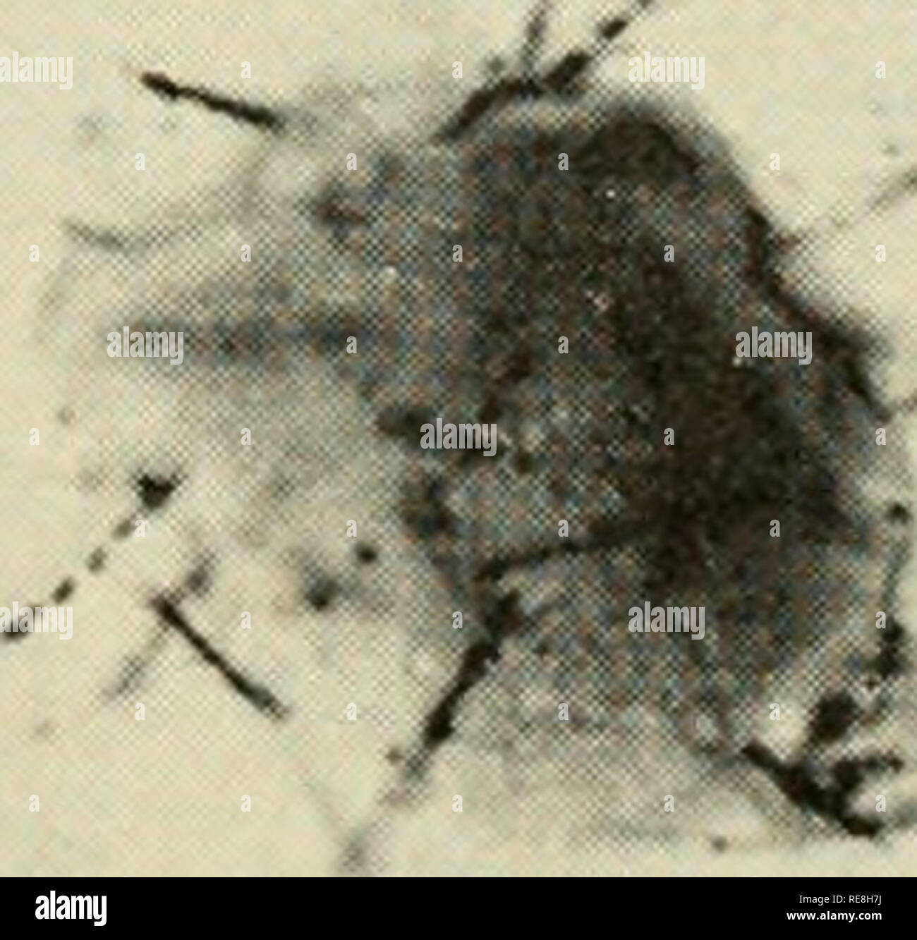 Tracks of alpha particles emitted hi-res stock photography and images ...