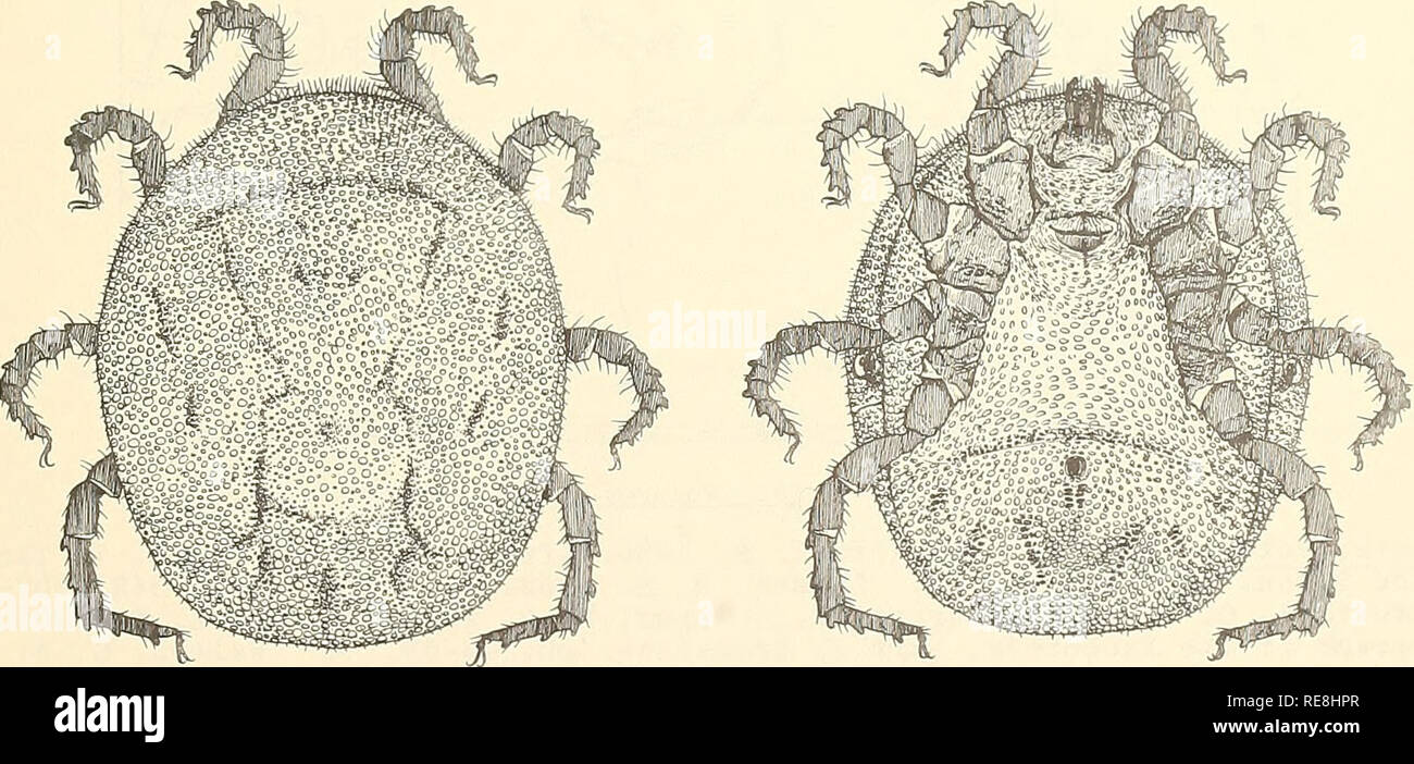 . Cooperative economic insect report. Beneficial insects; Insect pests ...