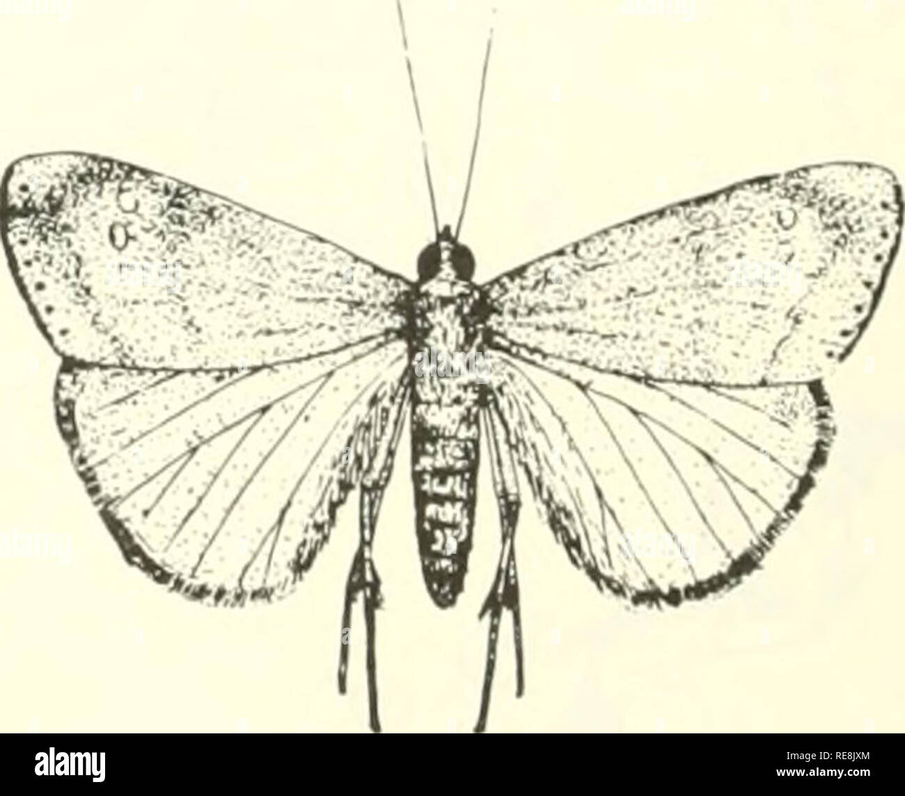 Philippine insects hi-res stock photography and images - Alamy