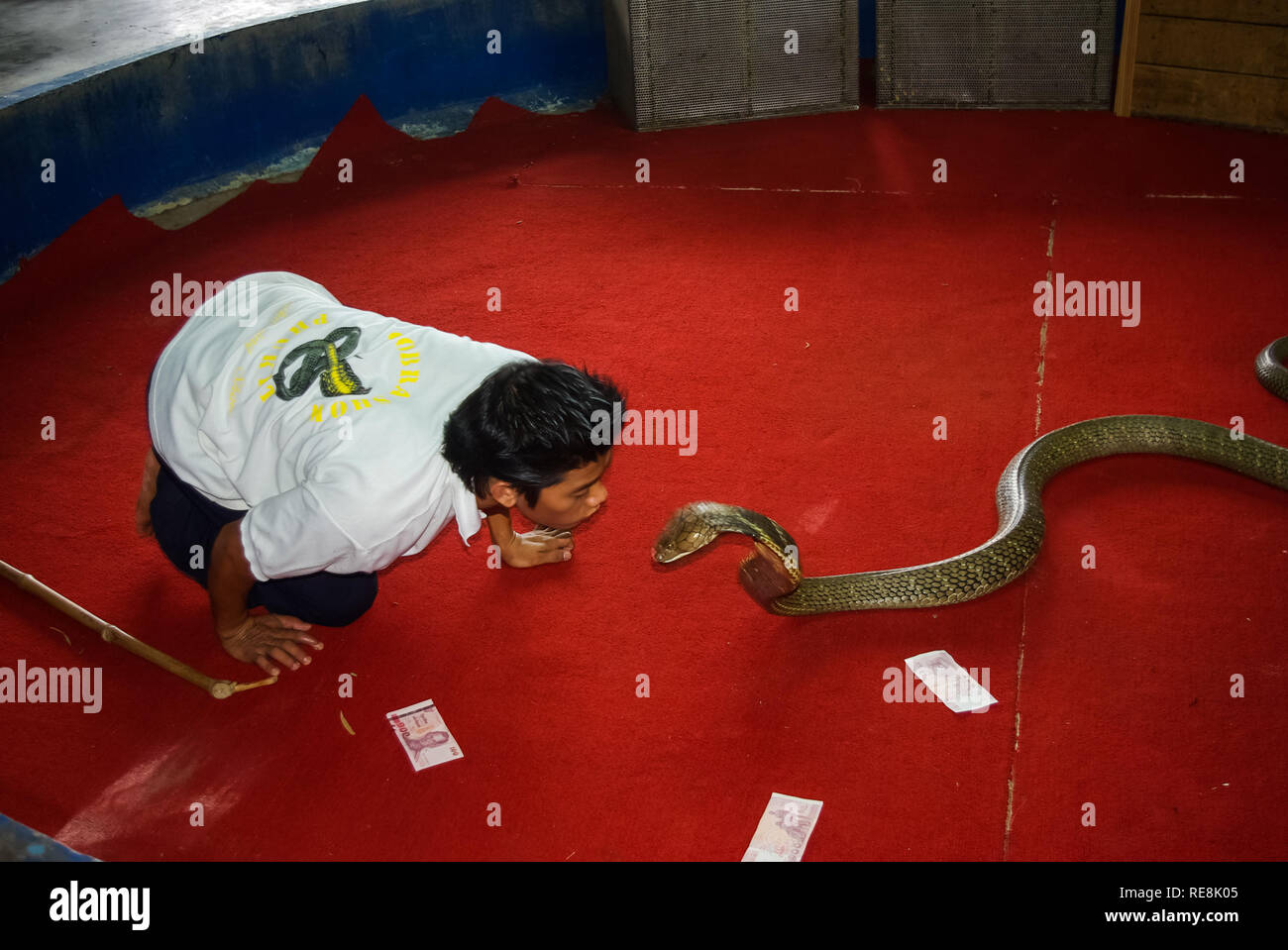 Phuket, Thailand - June 13, 2013: Cobra training, performance with ...