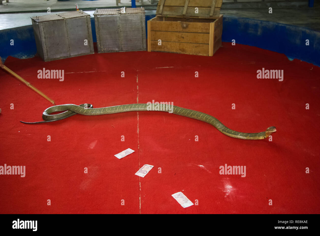 Phuket, Thailand - June 13, 2013: Cobra training, performance with ...