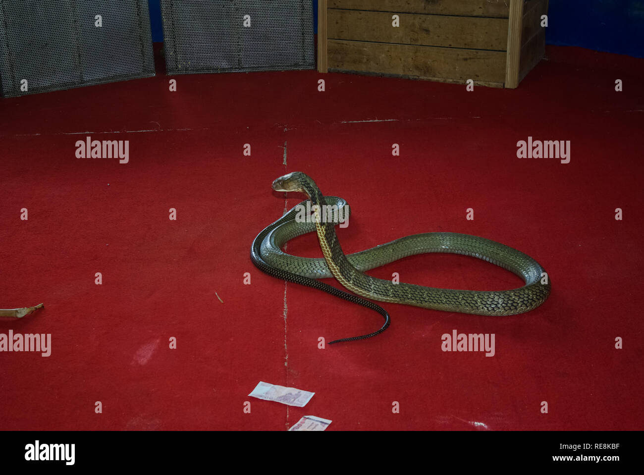 Phuket, Thailand - June 13, 2013: Cobra training, performance with ...