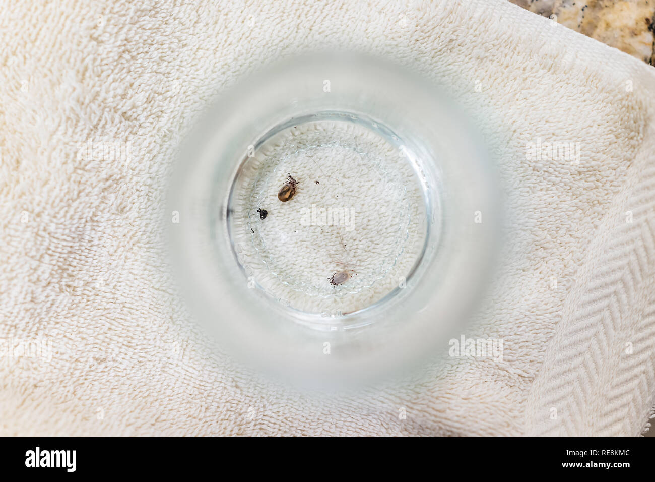 Macro flat top closeup of two large lone star ticks in glass jar cup ...