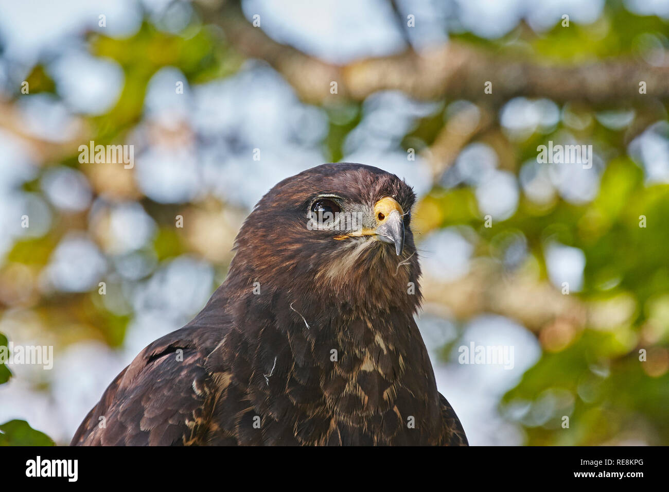 Portrait of a common buzzard head and shoulders in a wood Stock Photo ...