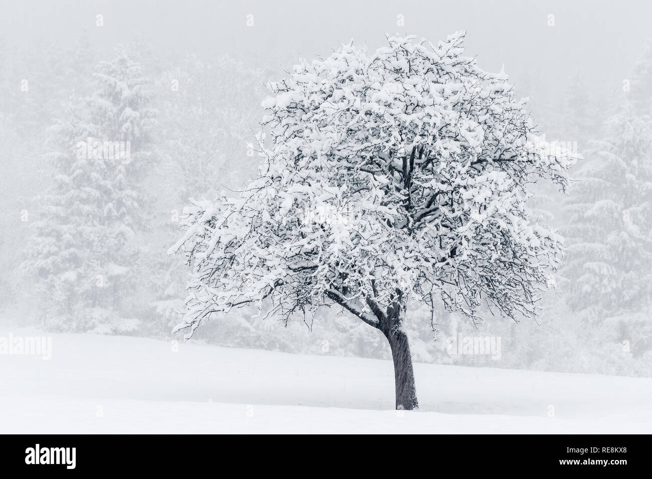 Tree in the snow in Slovenia Stock Photo - Alamy