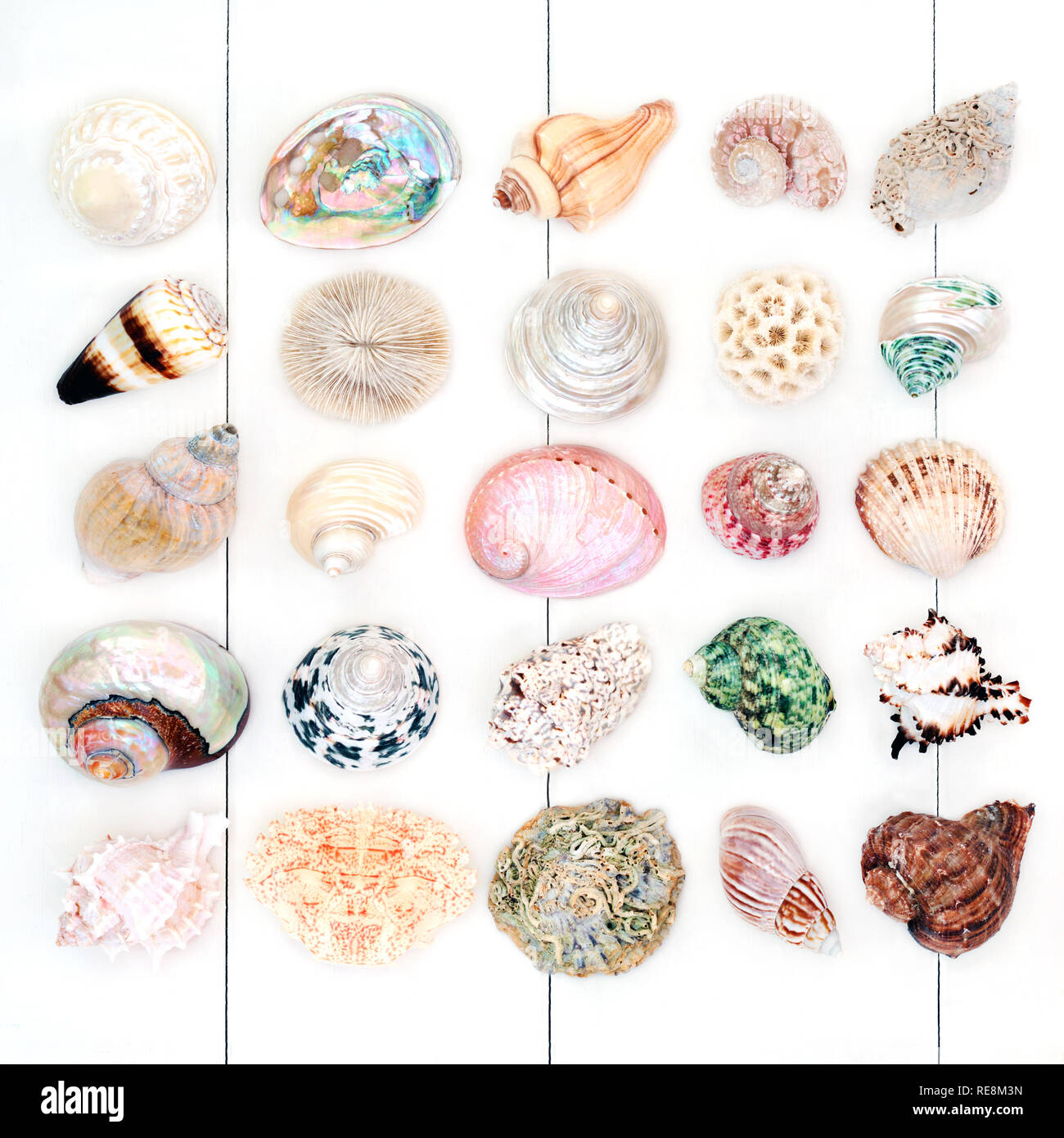 Seashell collection hi-res stock photography and images - Alamy