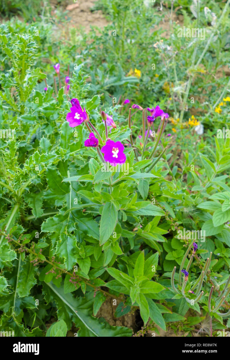 Weed wild wildflower wildlife hi-res stock photography and images - Alamy