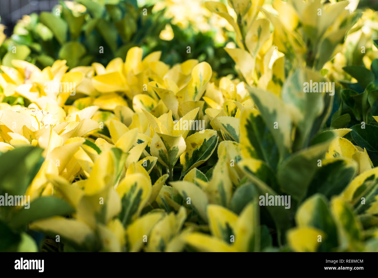 Beautiful yellow green garden plant, useful for building hedges. But ...