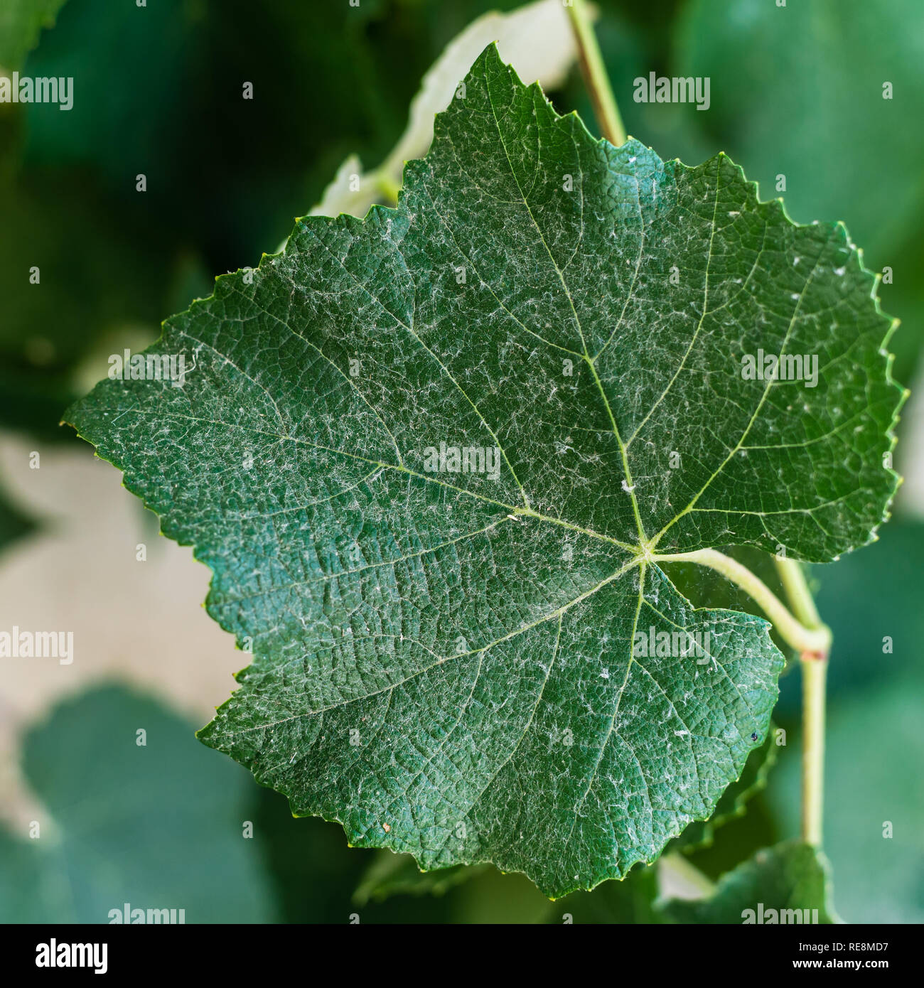 Close up of a vine hi-res stock photography and images - Alamy