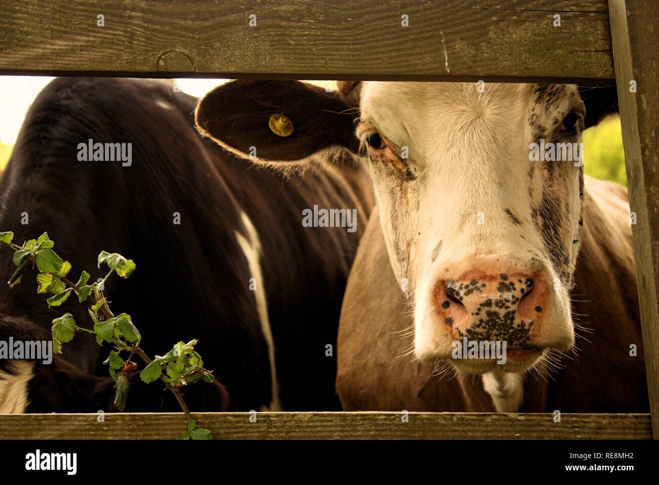 Cow looking through gate Stock Photo - Alamy