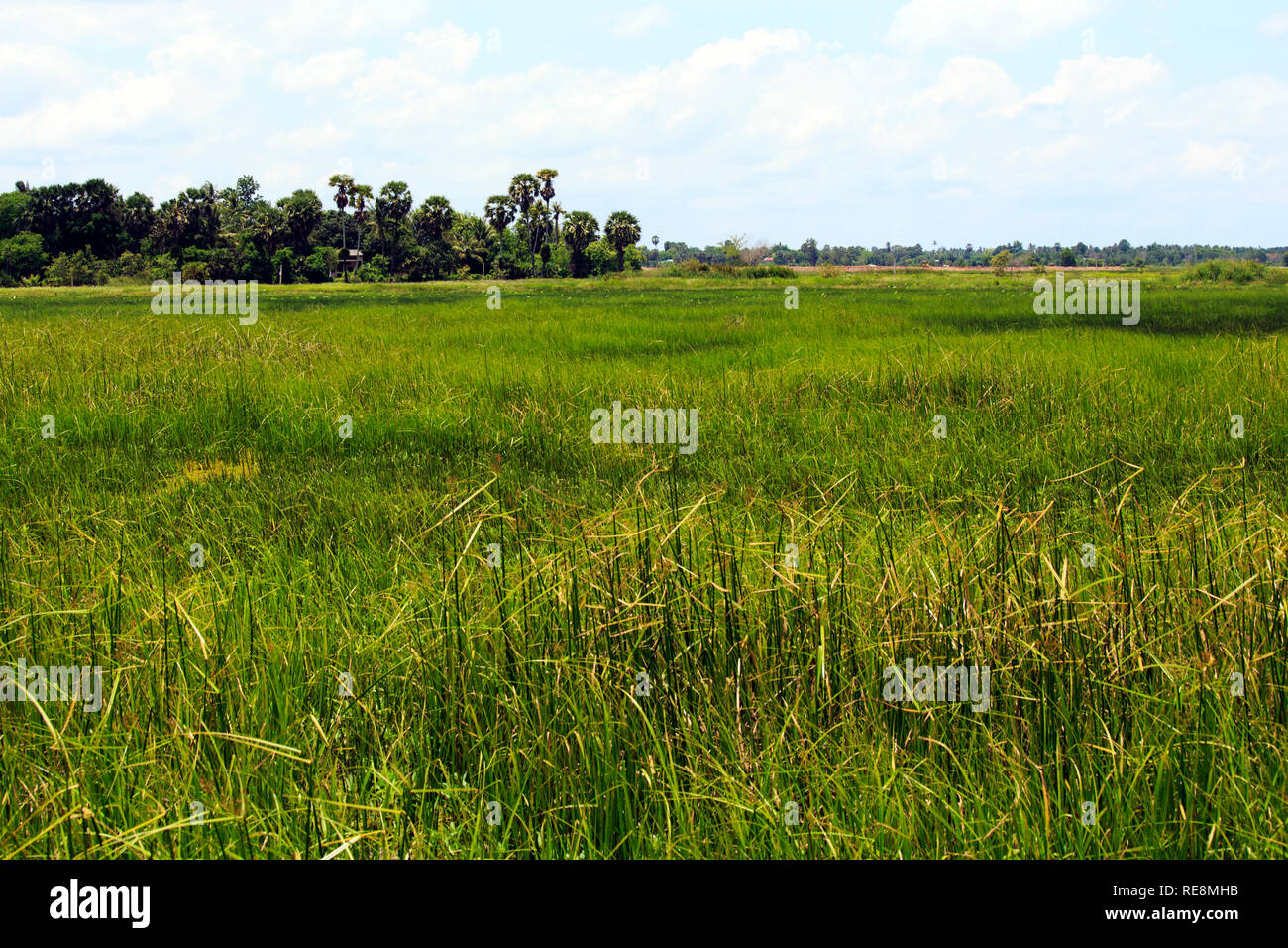 Rice field in Asia Stock Photo - Alamy