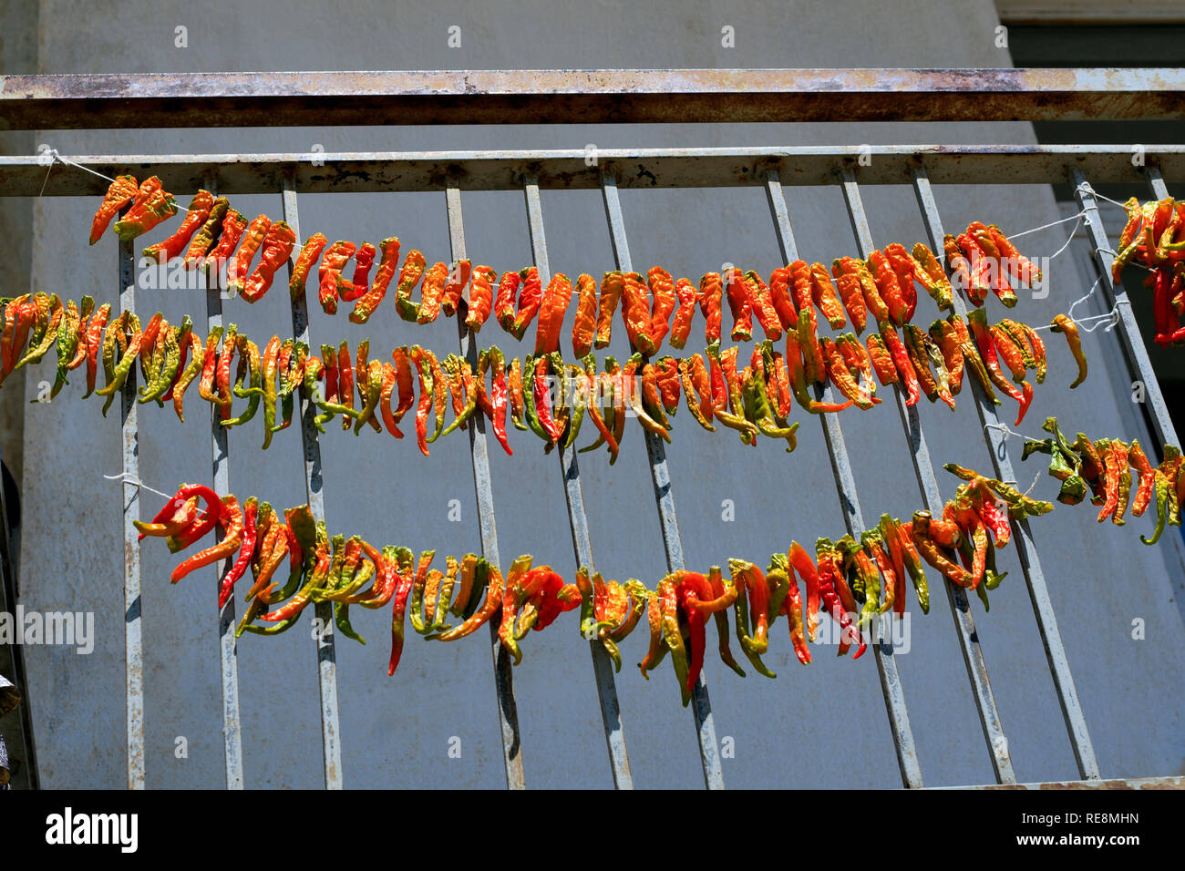 Chile peppers that have been tied on a string and hang vertically Stock ...
