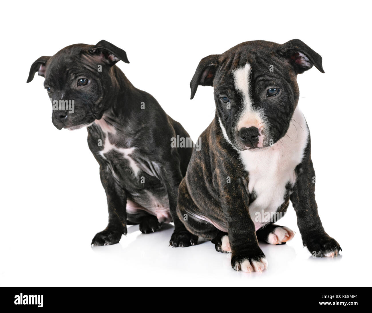 puppies staffordshire bull terrier in front of white background Stock ...