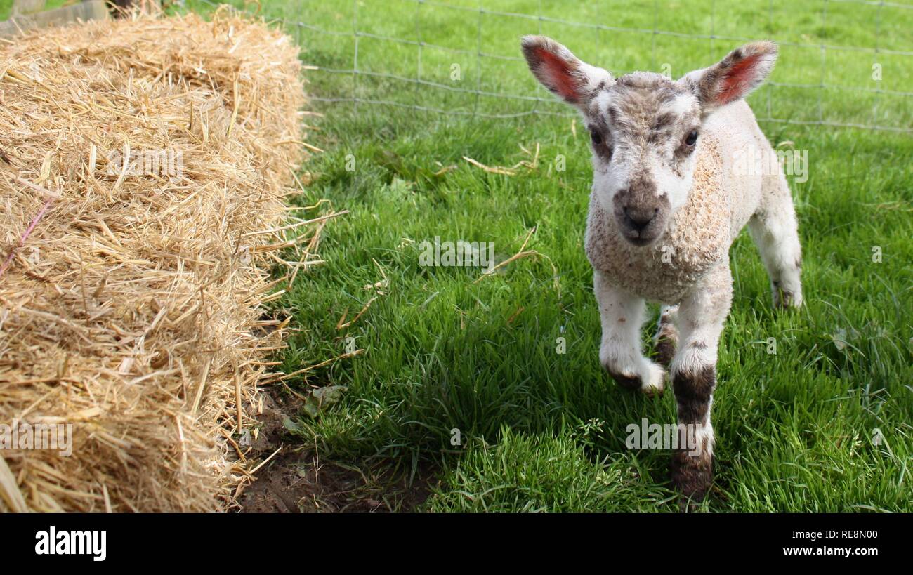 Spring lamb skipping around the field Stock Photo - Alamy