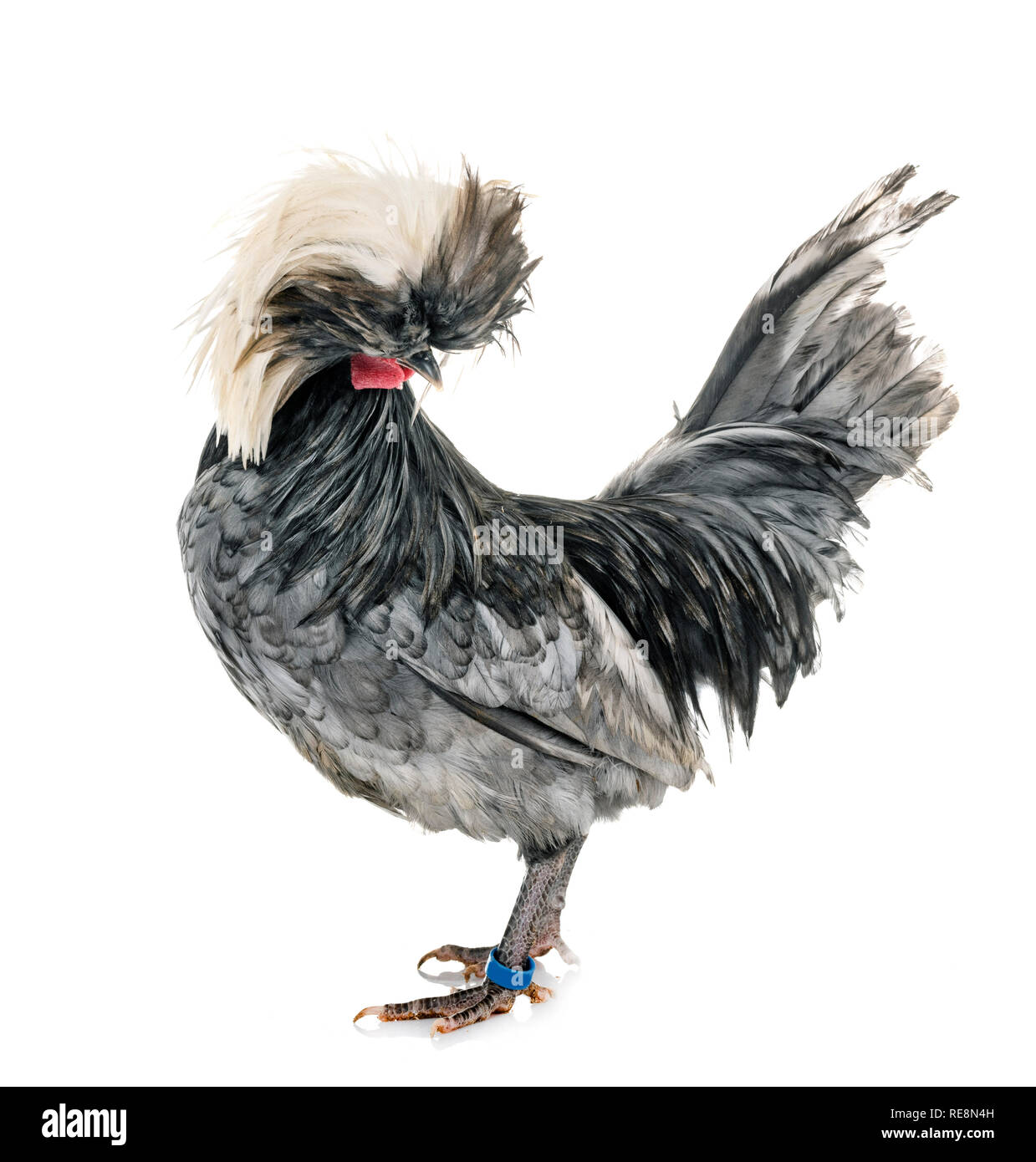 Polish chicken hi-res stock photography and images - Alamy
