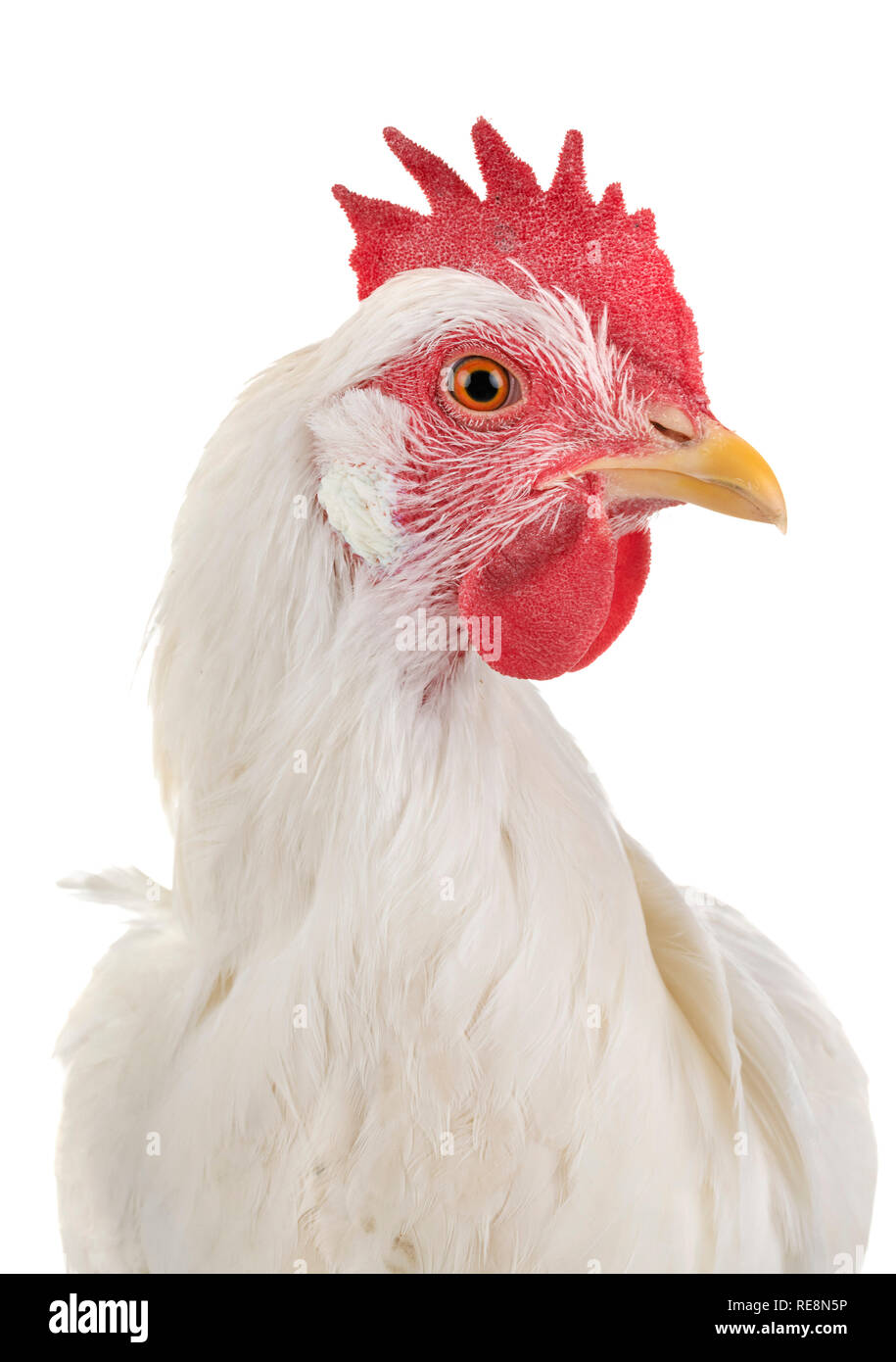 Leghorn chicken in front of white background Stock Photo - Alamy