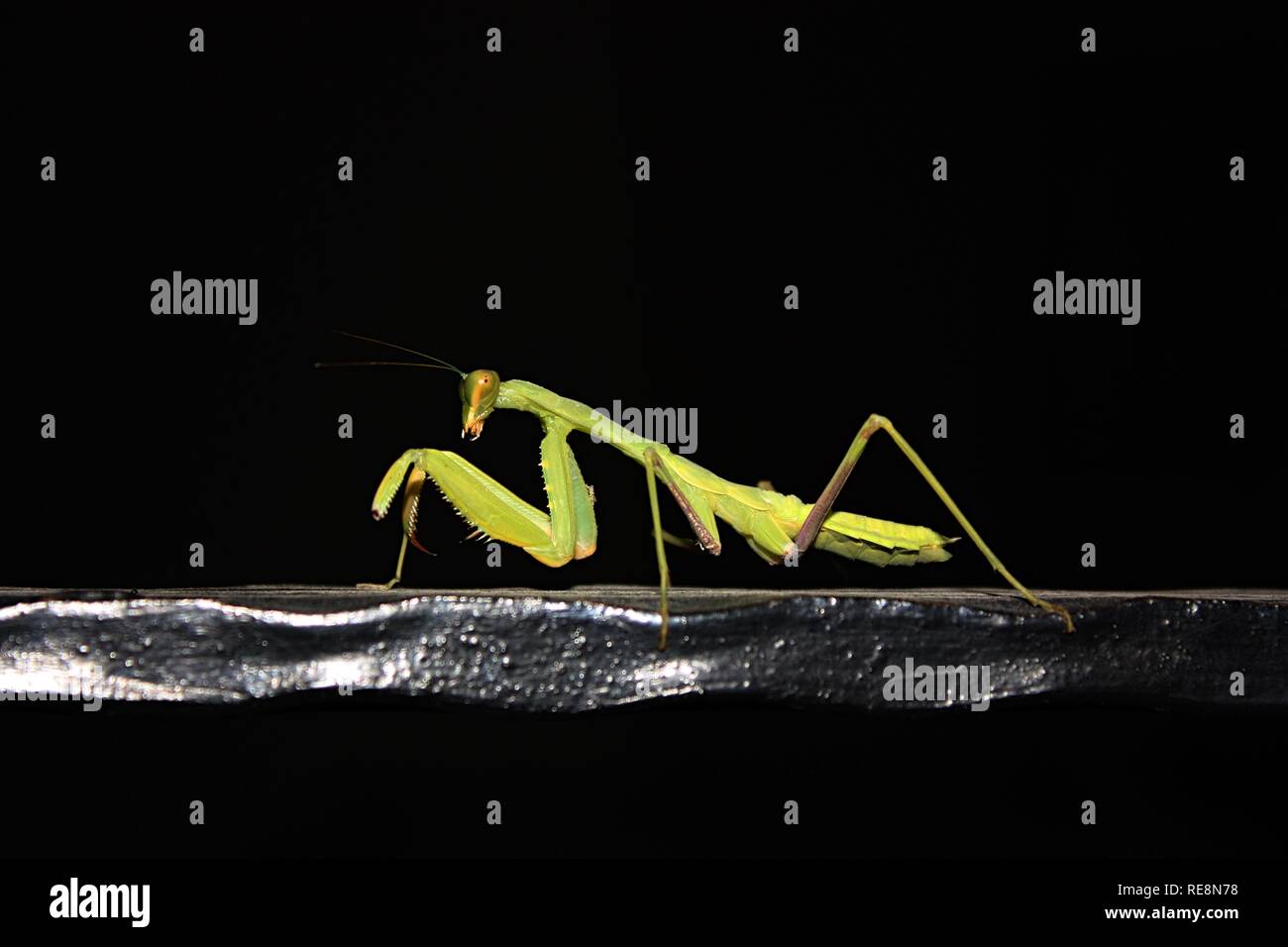 Metal praying mantis hi-res stock photography and images - Alamy