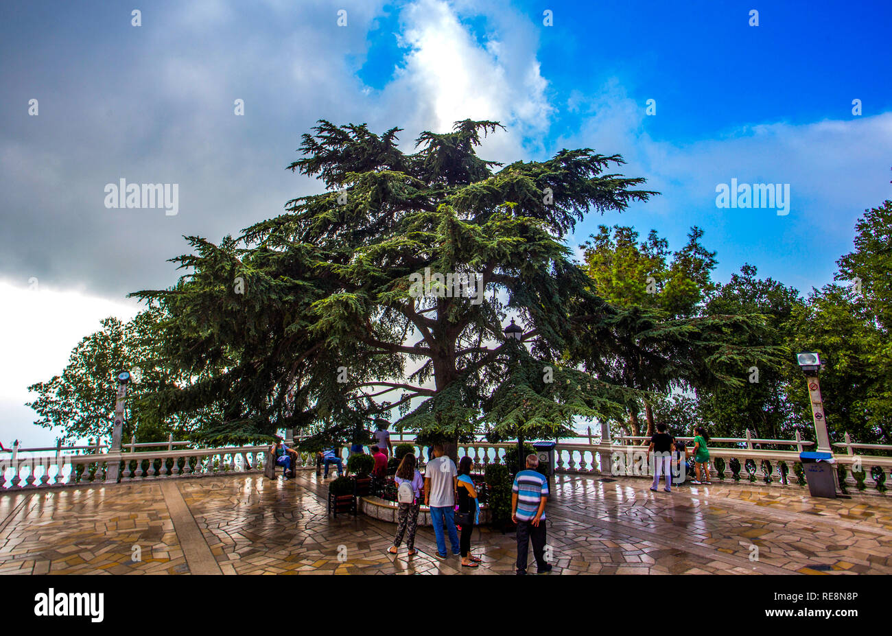 Temple of solomon cedar hi-res stock photography and images - Alamy