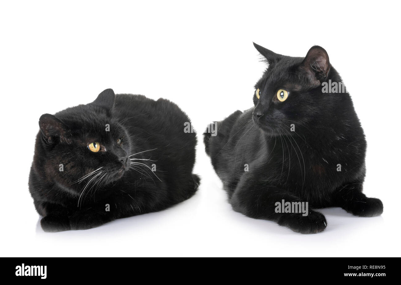 black cats in front of white background Stock Photo - Alamy