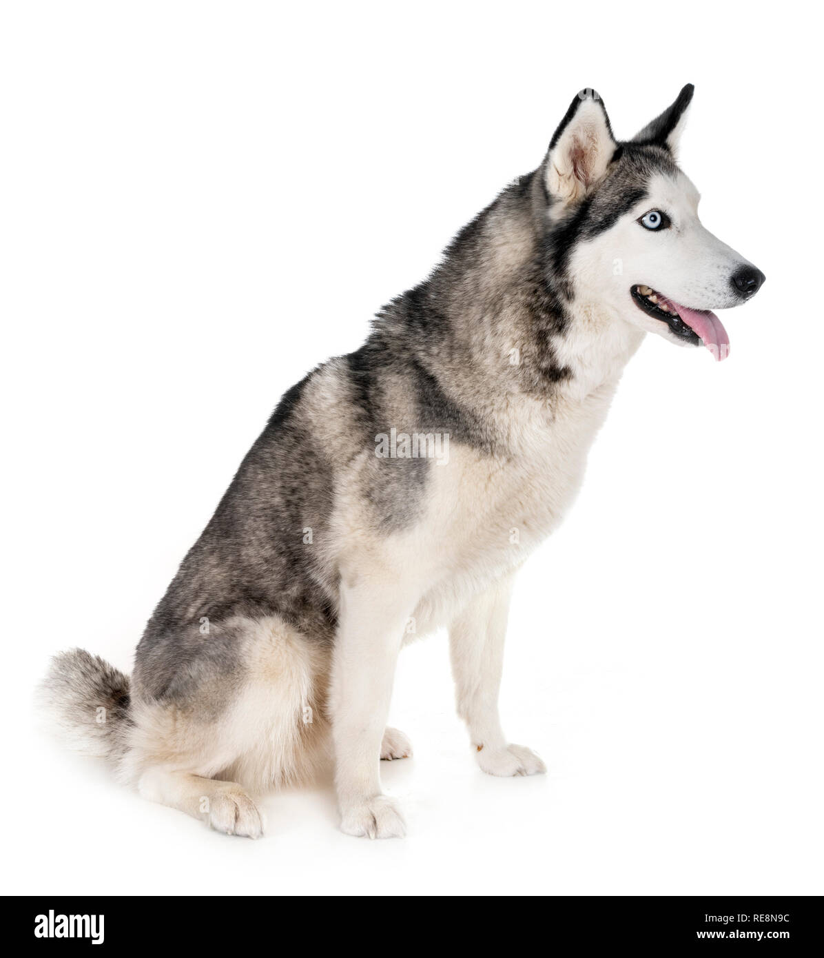 siberian husky in front of white background Stock Photo - Alamy
