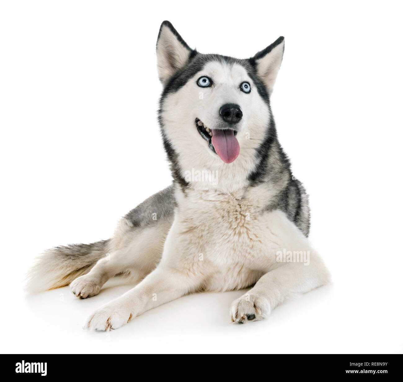 siberian husky in front of white background Stock Photo - Alamy