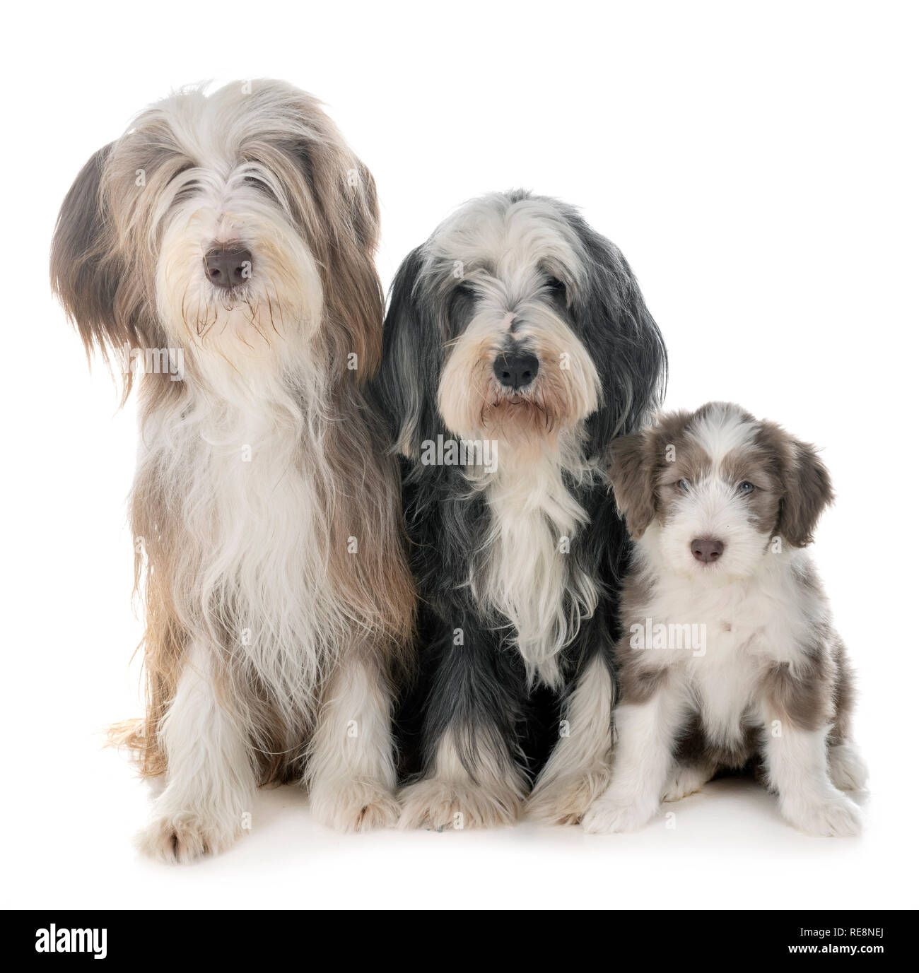 family bearded collie in front of white background Stock Photo - Alamy