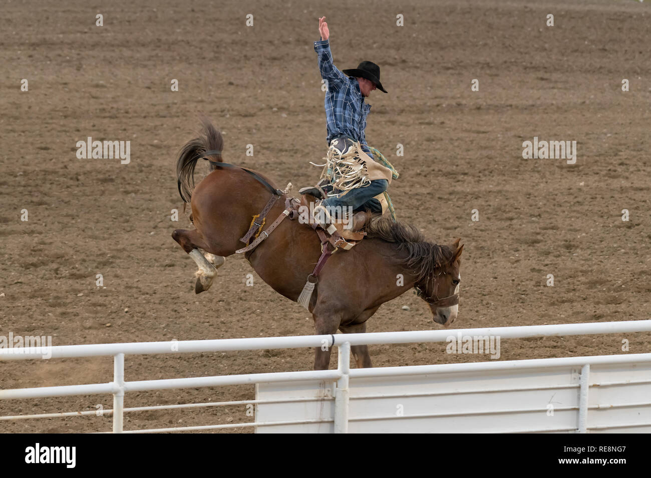 Cody stampede rodeo hi-res stock photography and images - Alamy