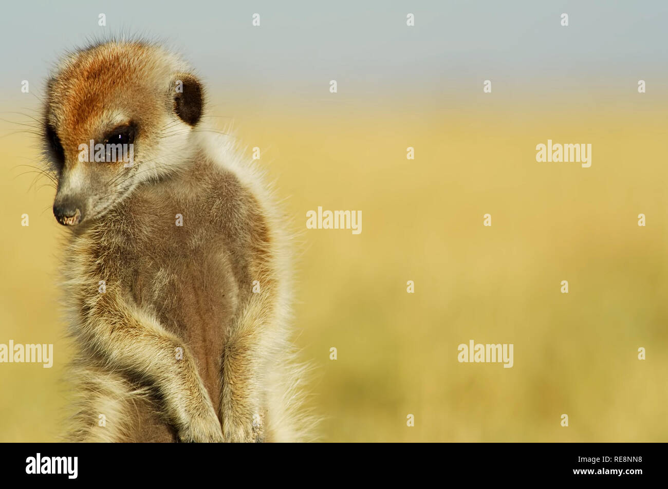 Funny suricata hi-res stock photography and images - Alamy