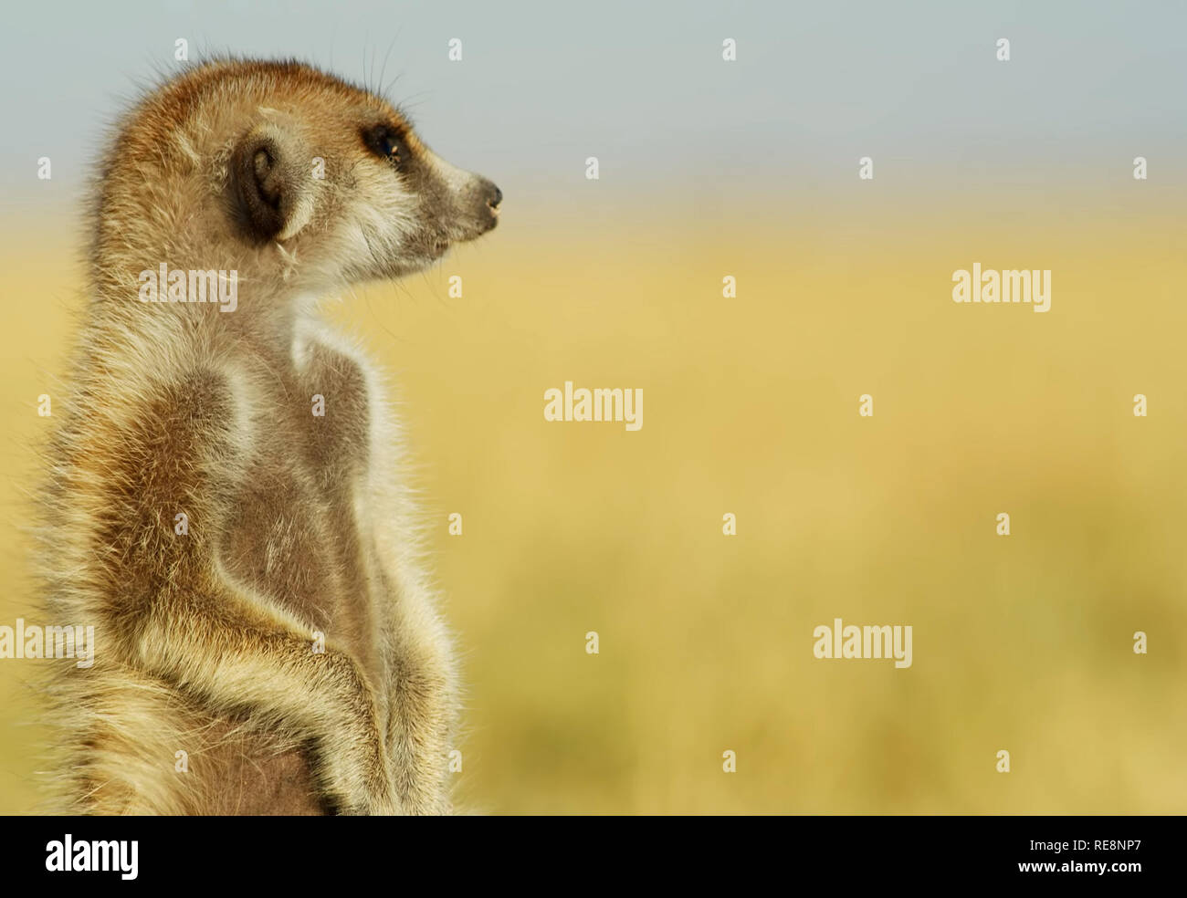 Alert suricate or meerkat (Suricata suricatta) - Snímek Stock Photo - Alamy