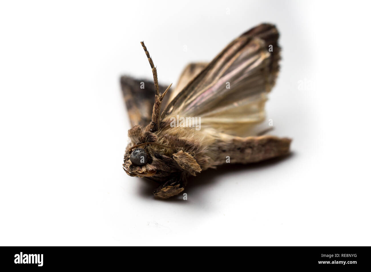 Moth dead head hi-res stock photography and images - Alamy