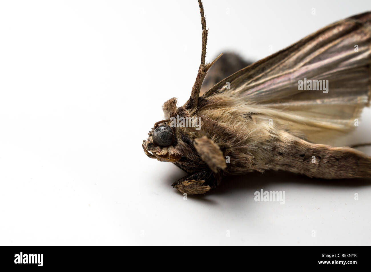 Isolated Dead and Decaying Moth Stock Photo - Alamy