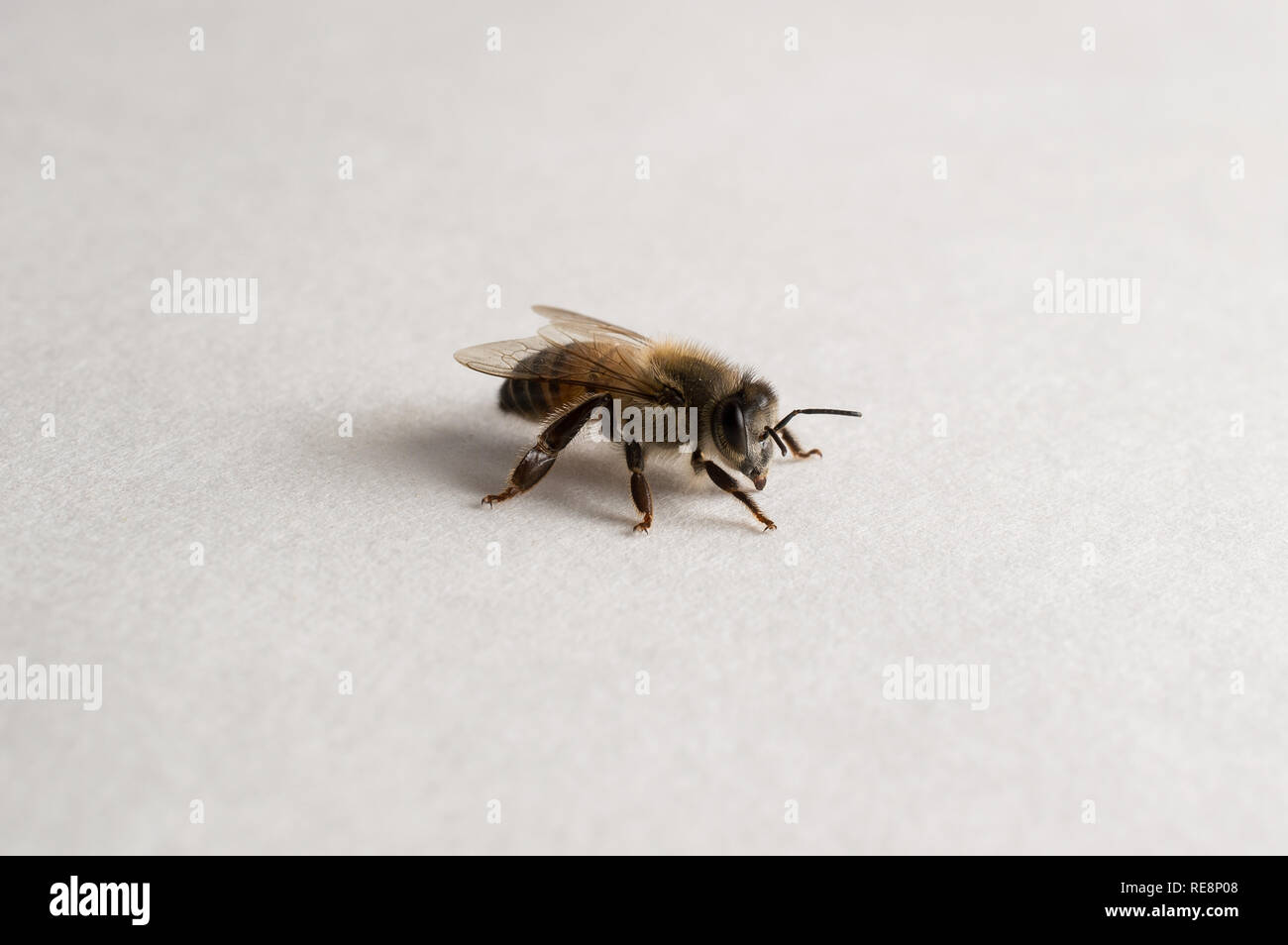 Close Up Photo of an Isolated Honey Bee Stock Photo - Alamy