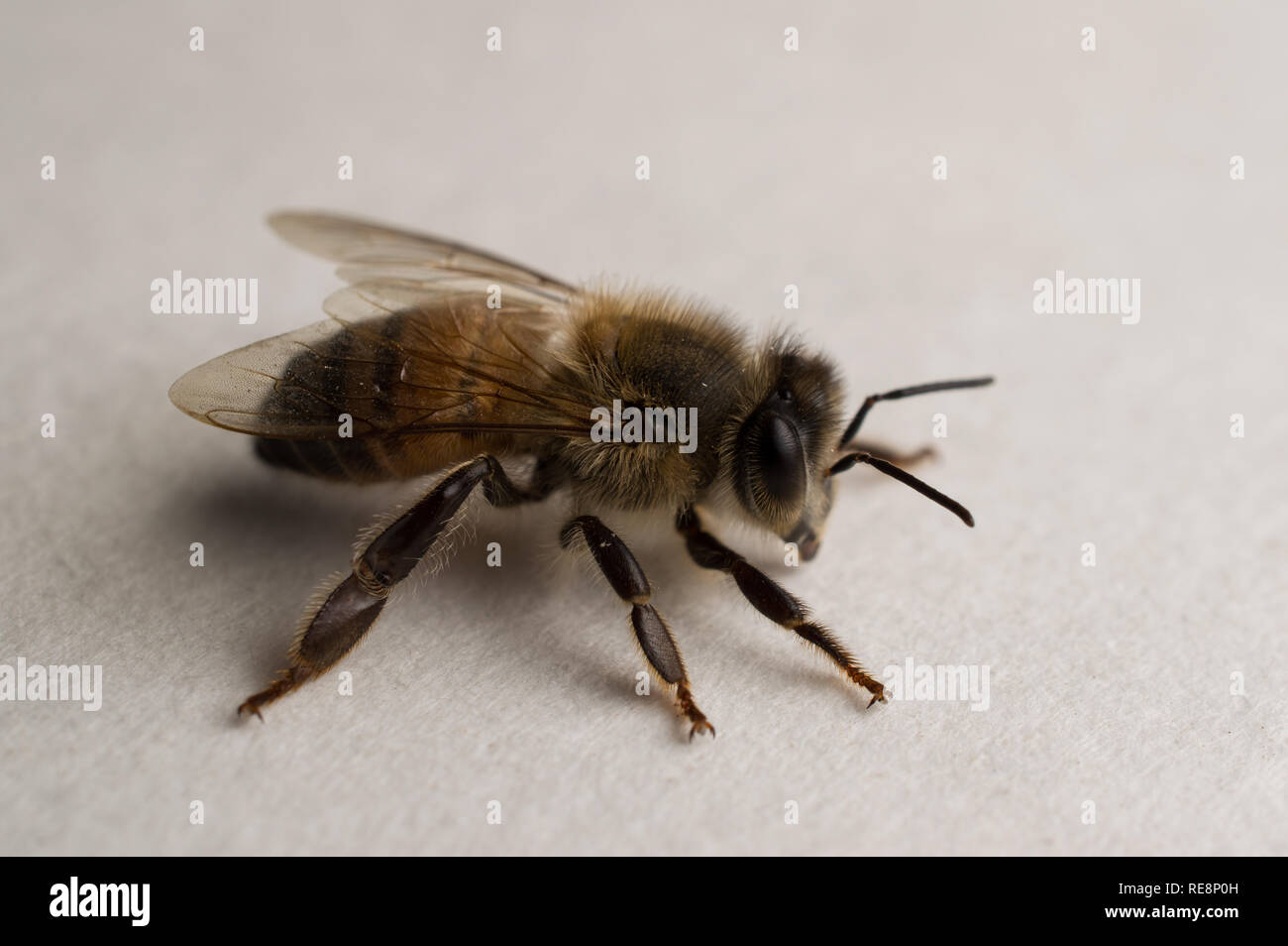 Close Up Photo of an Isolated Honey Bee Stock Photo - Alamy