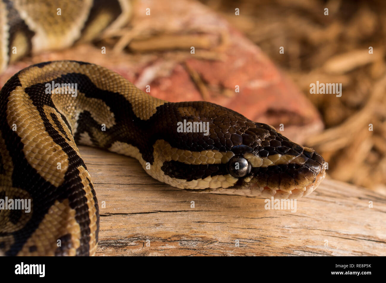 Ball Python Regius Stock Photo - Alamy