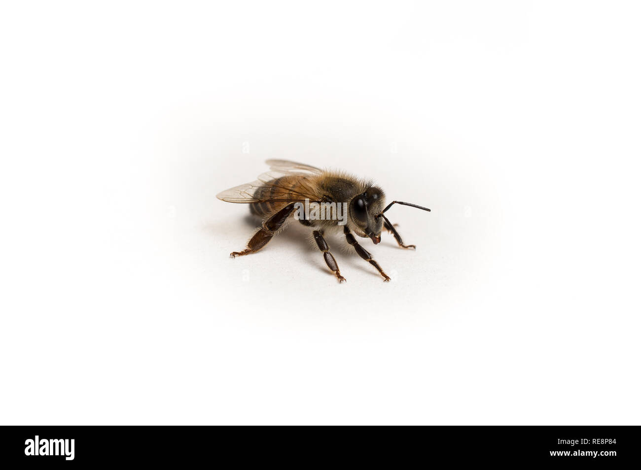 Melissa officinalis bee hi-res stock photography and images - Alamy
