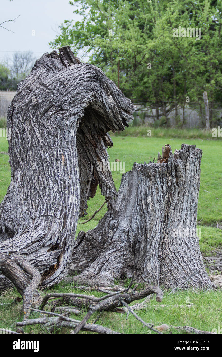 Broken Old Tree Stock Photo - Alamy