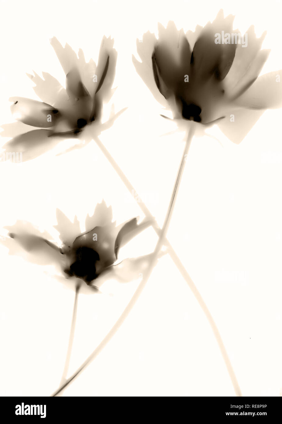 Natural forms hi-res stock photography and images - Alamy