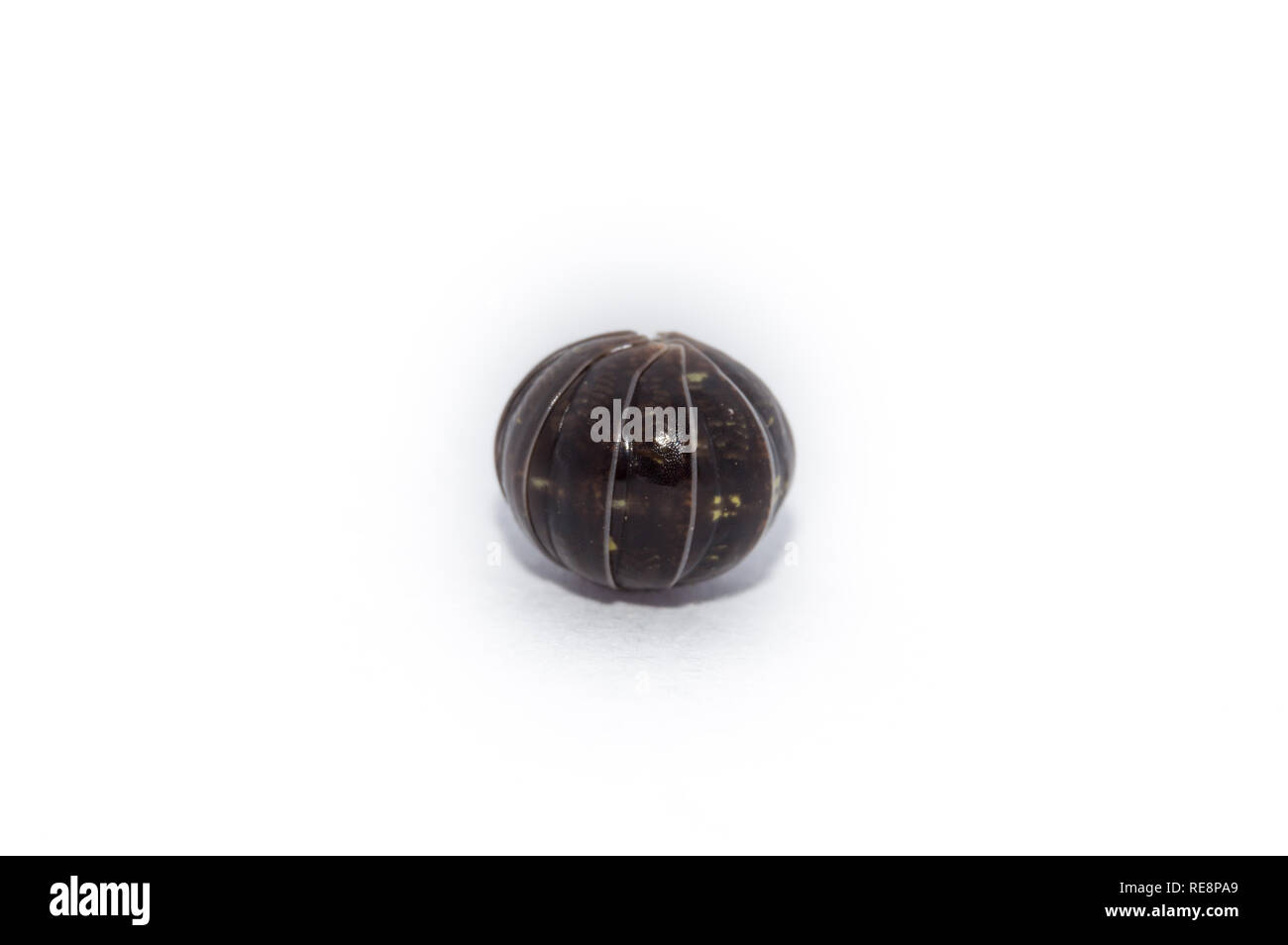 Curled up in a ball hi-res stock photography and images - Alamy