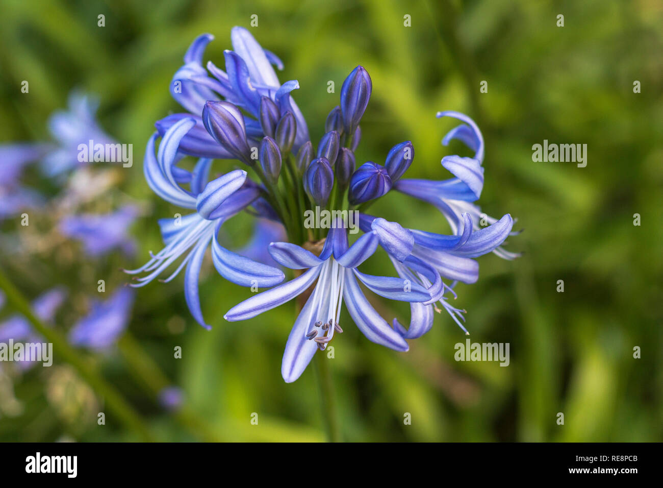 Beautiful blue flower in Kirstenbosch Garden of Cape Town Stock Photo ...