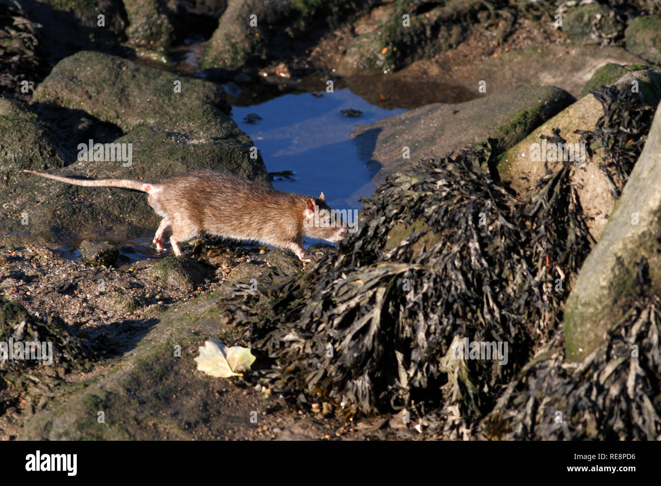 Douro River Rats: well adjusted, ie, good swimmers, fast and well ...