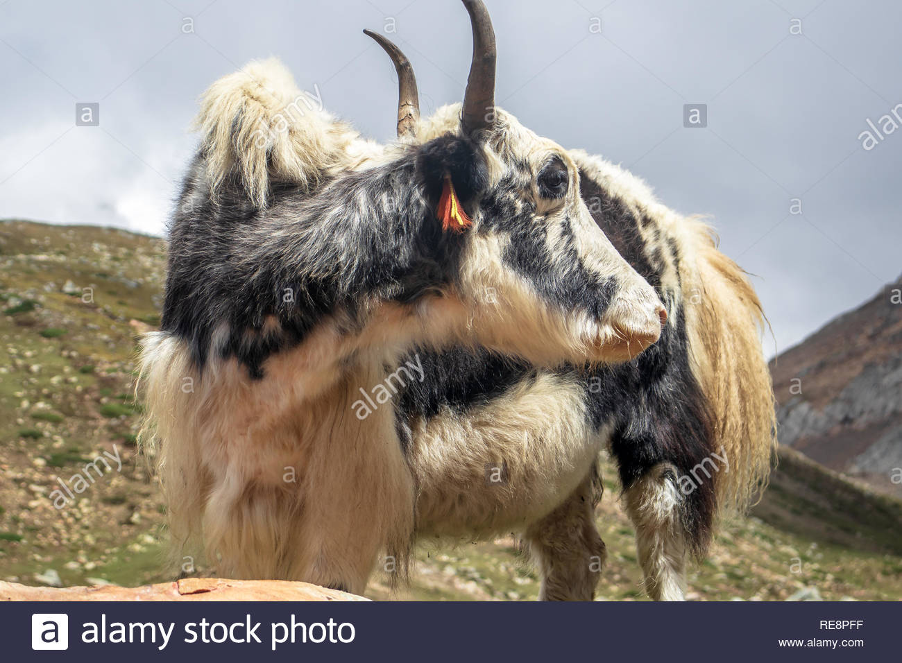 Black And White Yak Stock Photos & Black And White Yak Stock Images - Alamy
