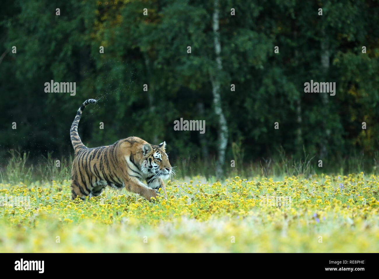 Tiger running hi-res stock photography and images - Alamy