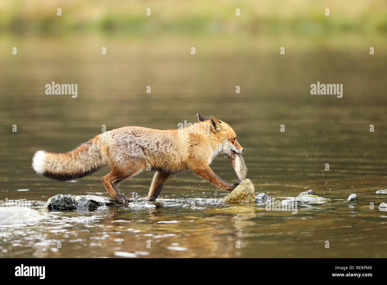 Male of red fox with fish in the water - Vulpes vulpes Stock Photo - Alamy