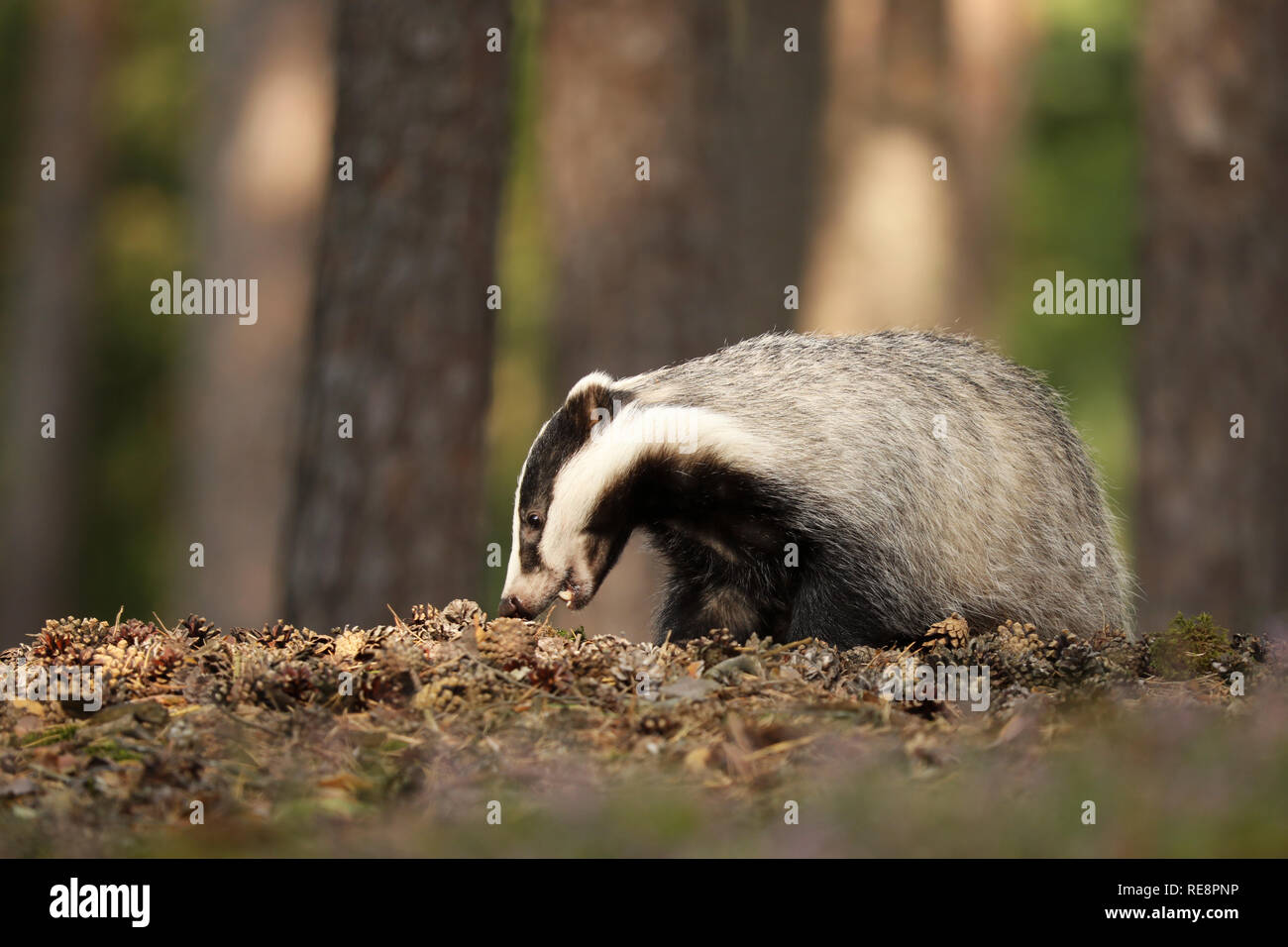 Badger in forest, animal nature habitat, Czech. Wildlife scene. Wild ...