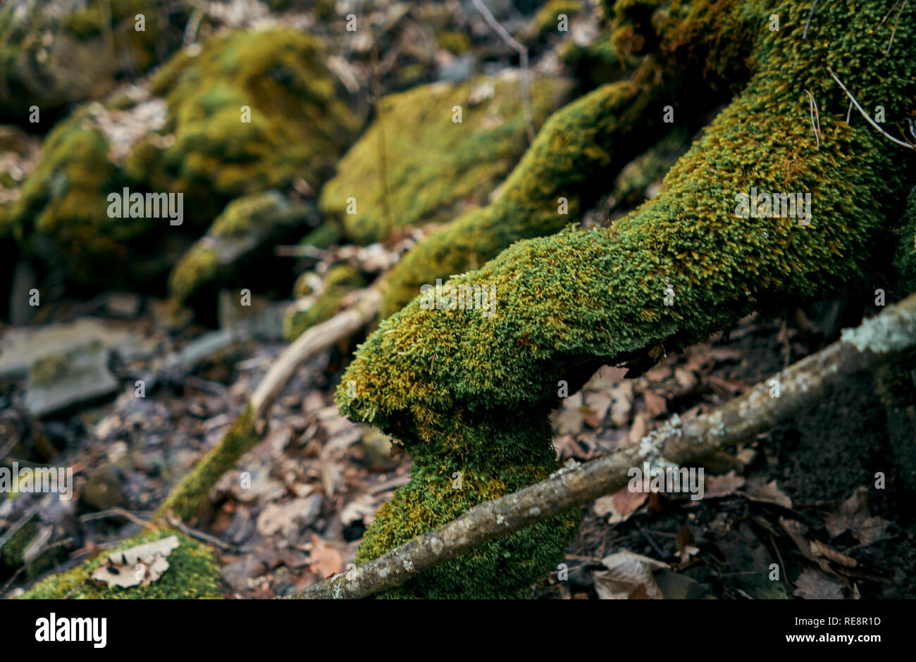 tree roots in moss Stock Photo - Alamy