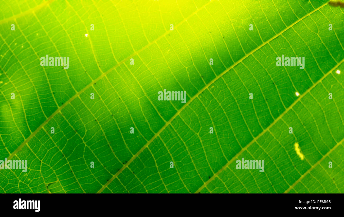 Floral detial hi-res stock photography and images - Alamy