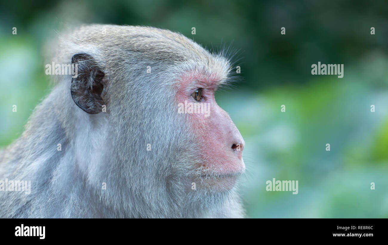 The Monkey face portrait, Jungle Monkey close up Stock Photo - Alamy