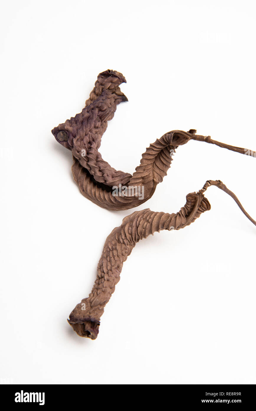 Two artfully arranged dried leaves set on a plain white paper in ...