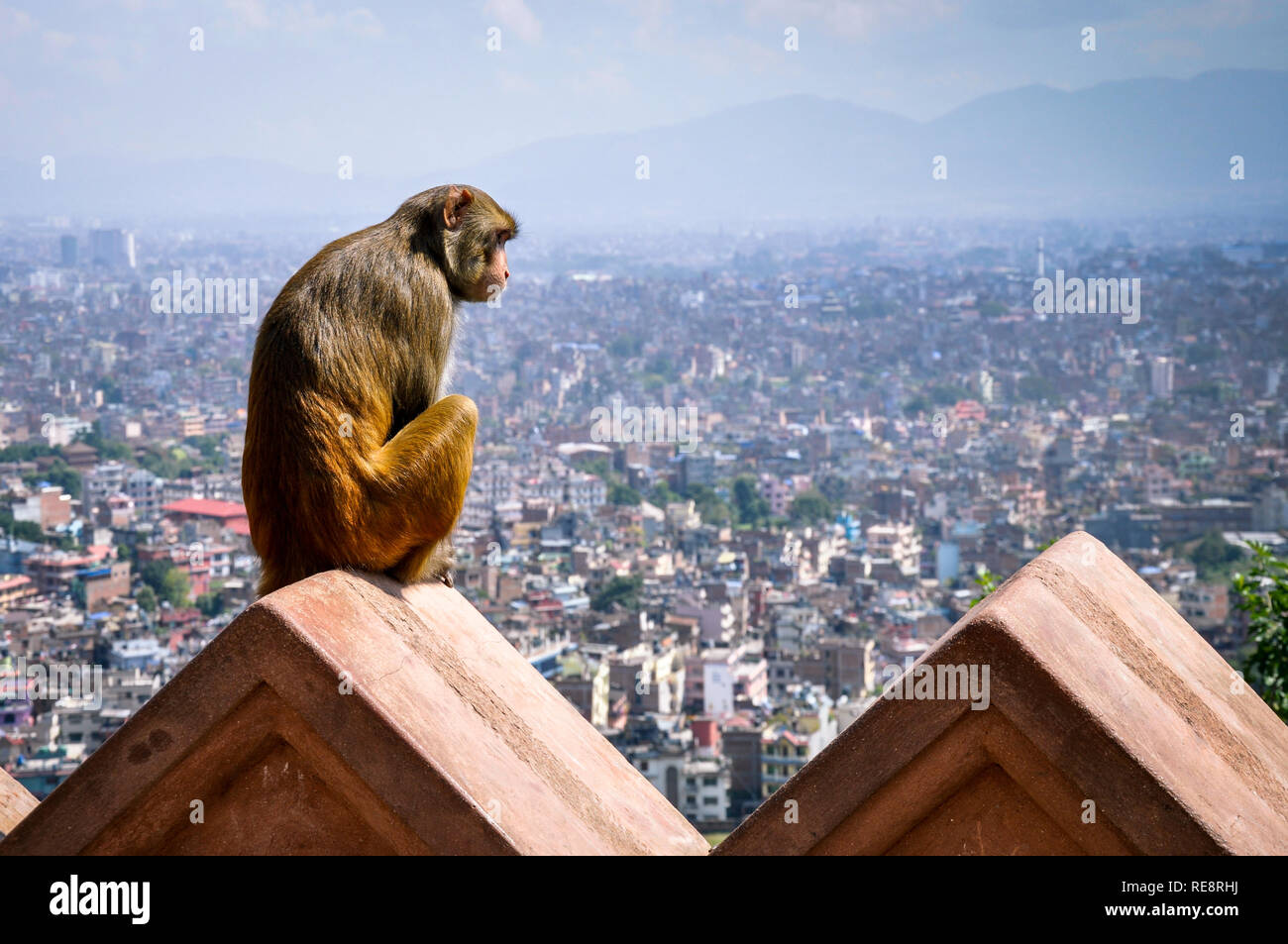 Lonely monkey sitting on a wall and watching Kathmandu panoramic view ...