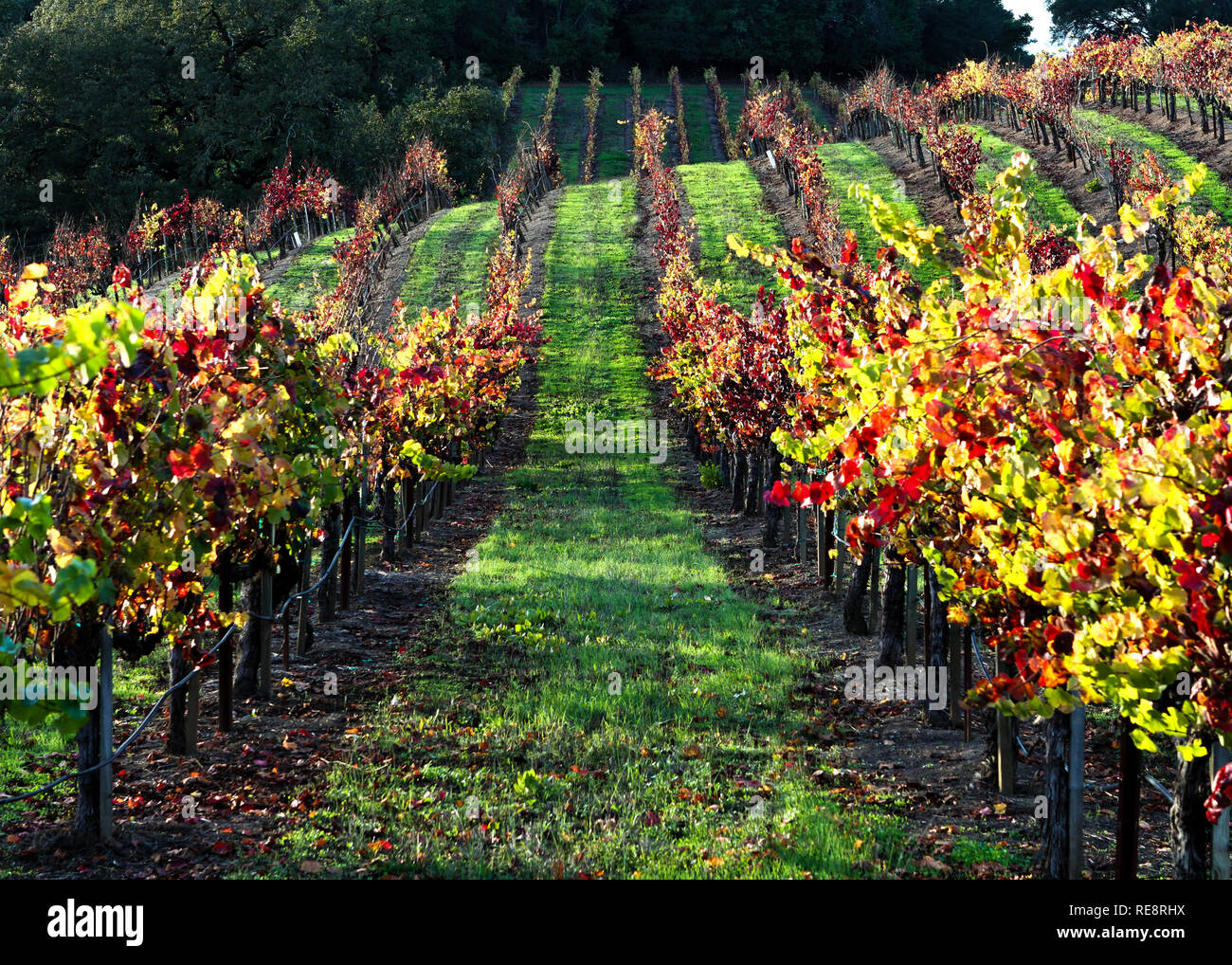 Fall grape leaves and vines hi-res stock photography and images - Alamy